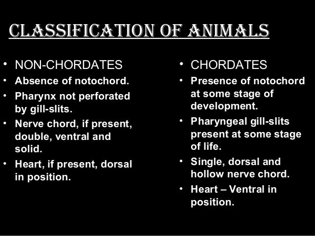 Classification of animals