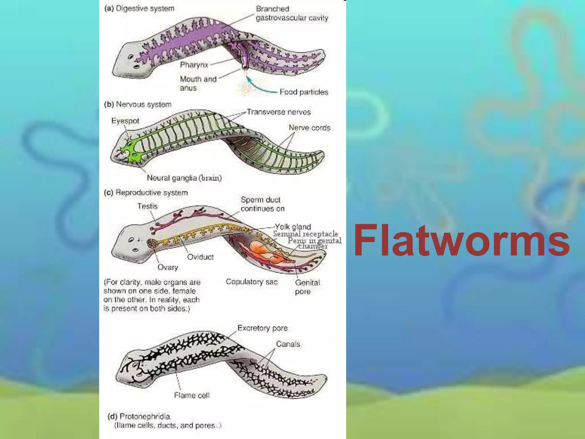 Classification of animals (invertebrates) | PPTX | Biological Sciences ...