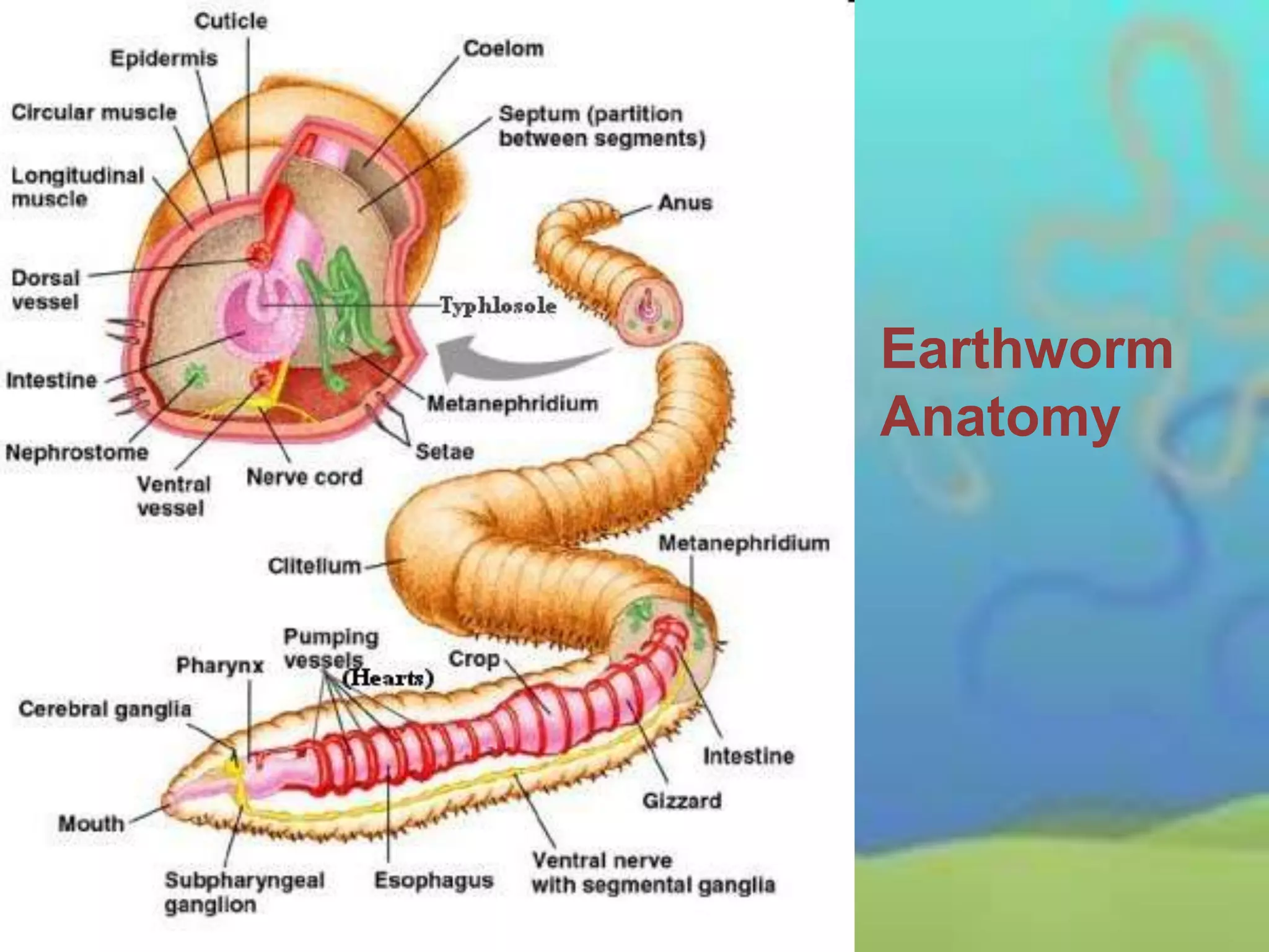 Classification of animals (invertebrates) | PPTX | Biological Sciences ...