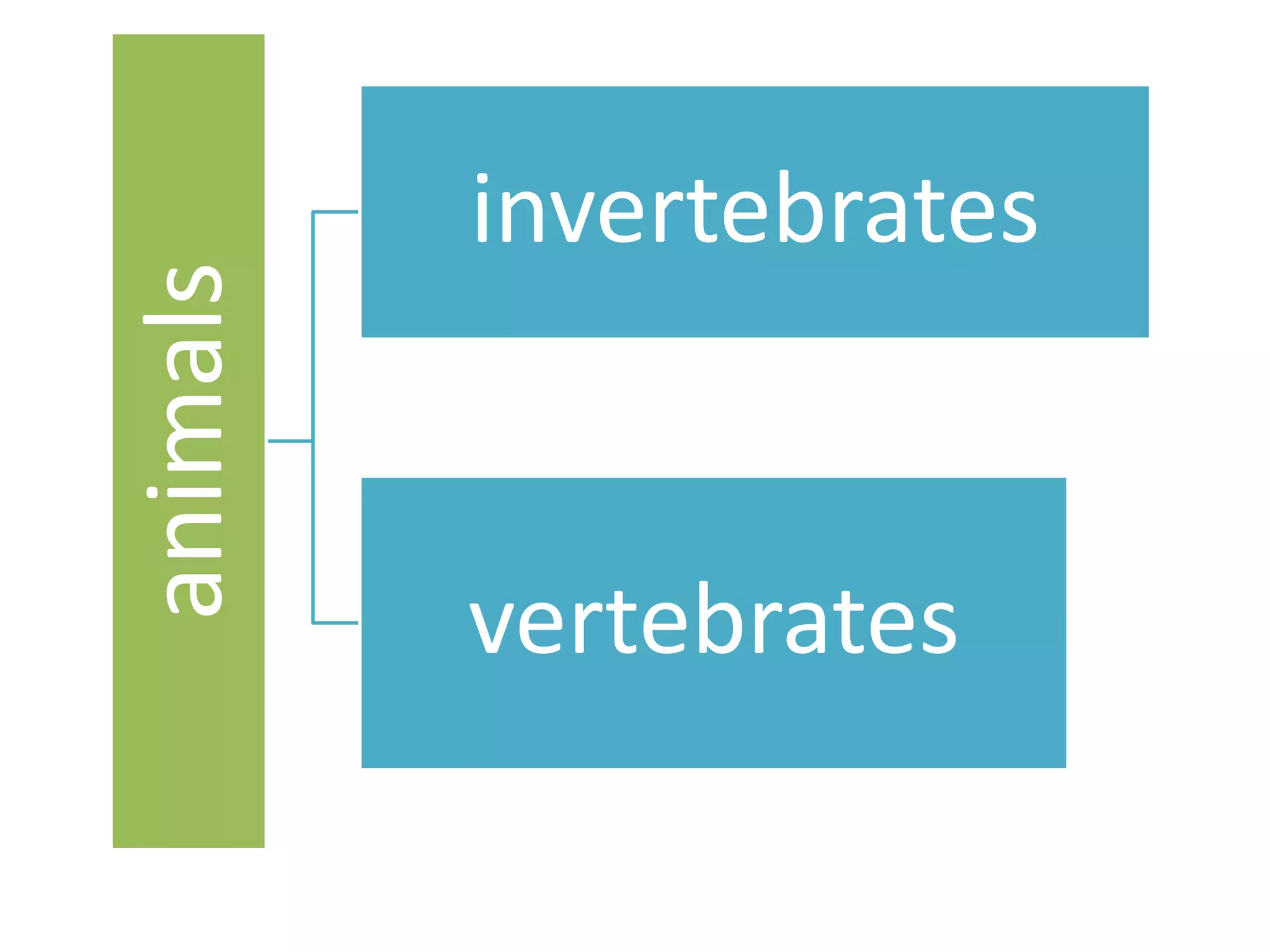 Classification of animals (invertebrates) | PPTX