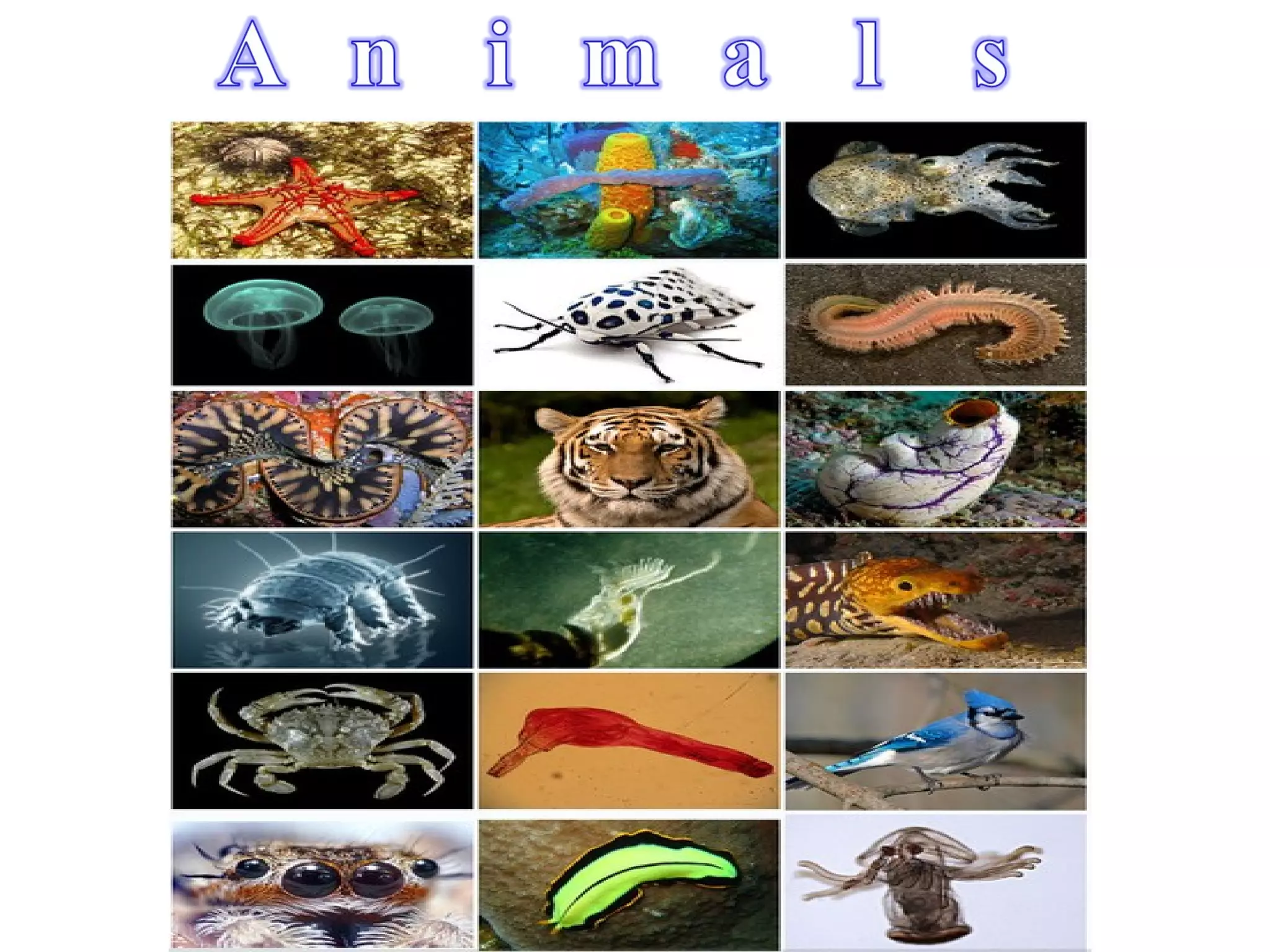 Classification of animals | PPT
