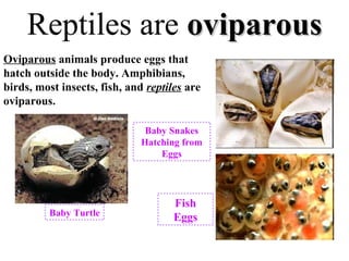 Classification of animals | PPT