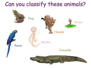 Classification of animals | PPT