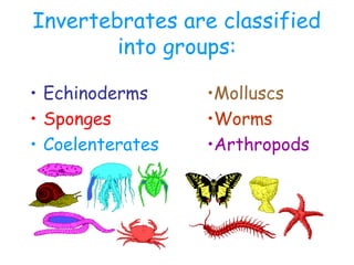Classification of animals | PPT