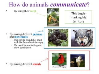 Classification of animals | PPT