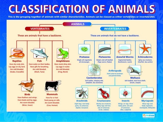 Classification of animals
