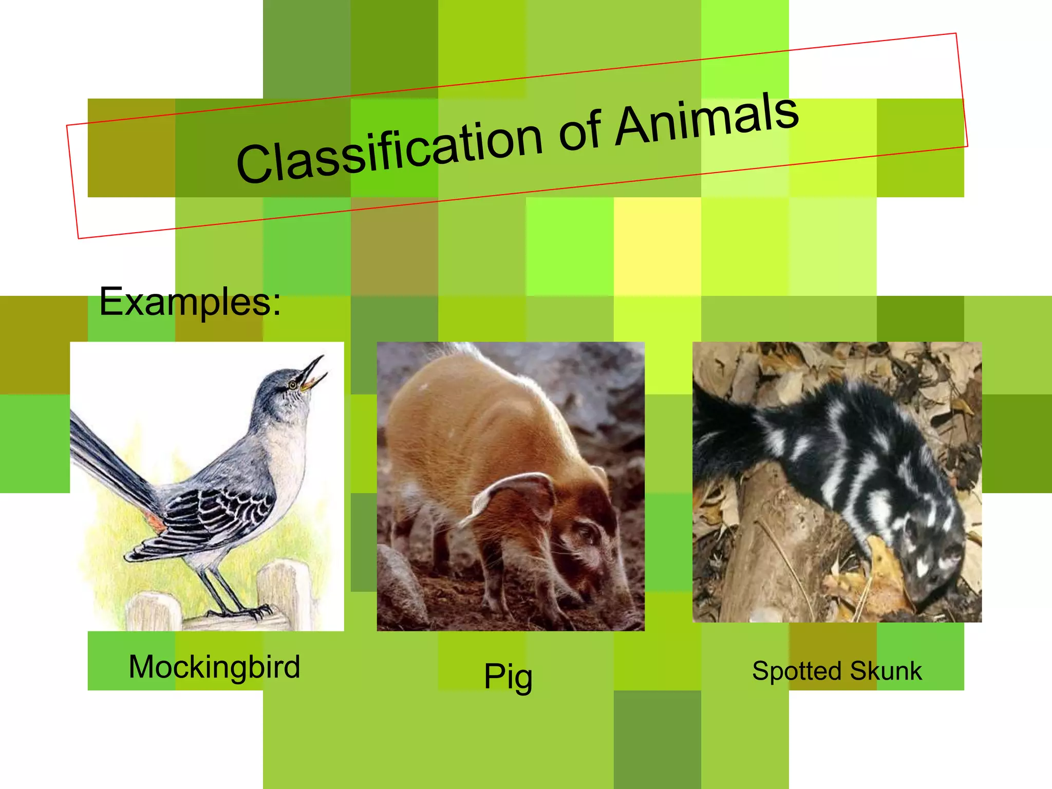 Classification of animals | PPTX