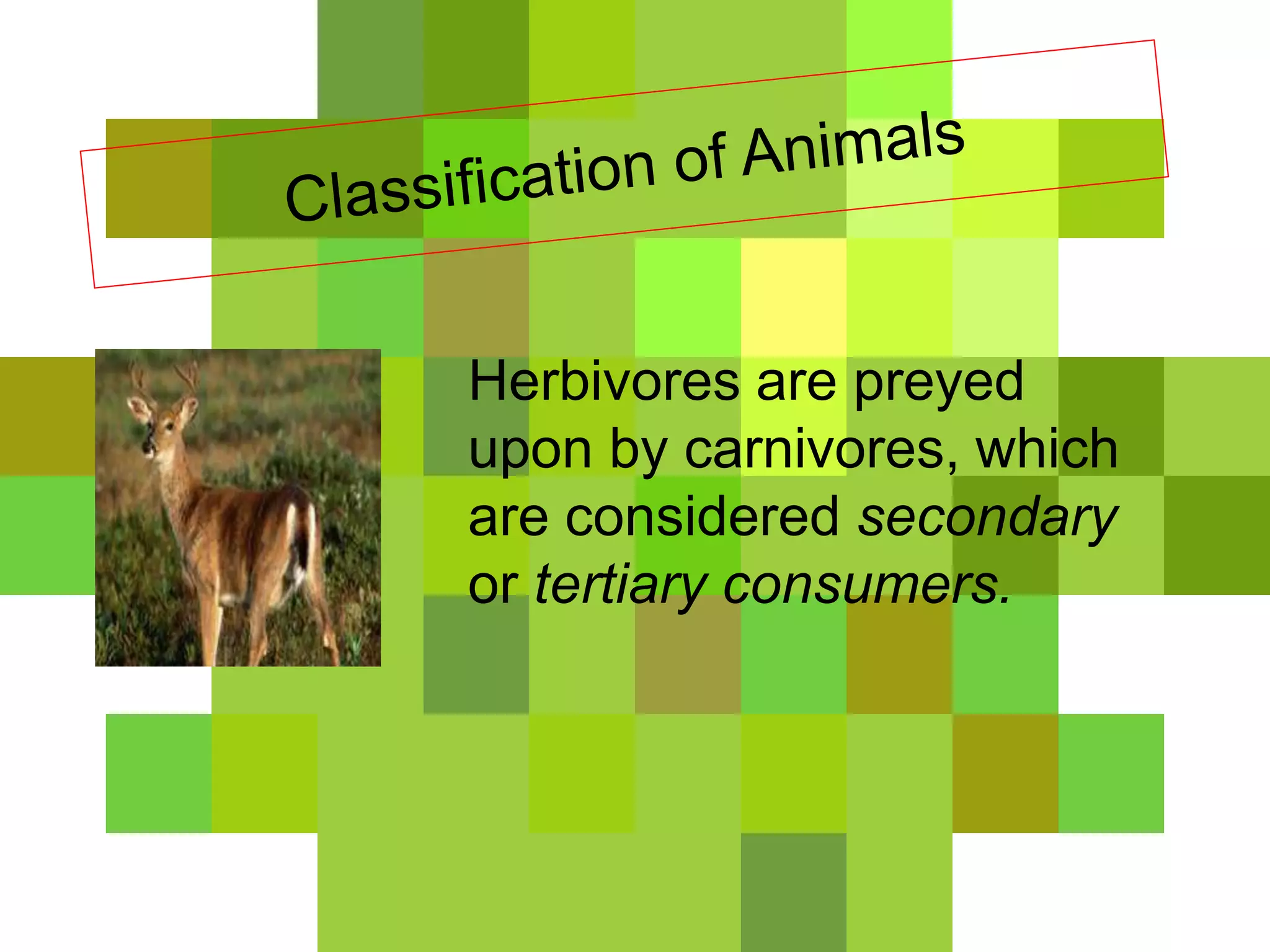 Classification of animals | PPTX