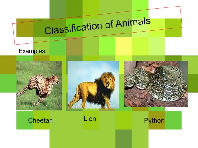 Classification of animals | PPT