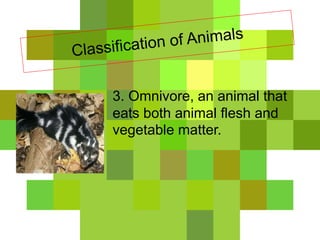 Classification of animals | PPTX