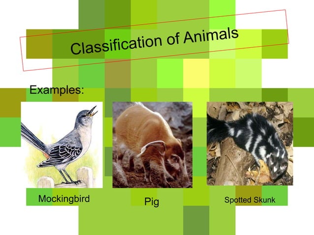 Classification of animals | PPT