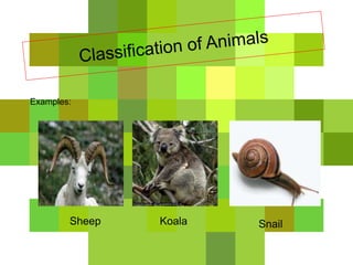 Classification of animals | PPTX
