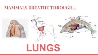 Classification of animals | PDF