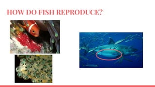Classification of animals | PDF