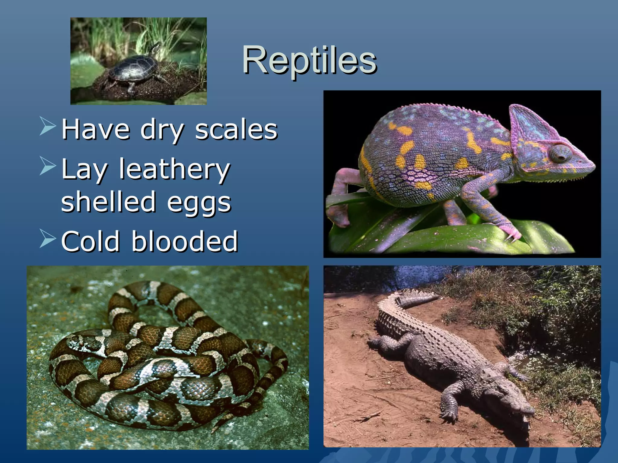 Classification of animals | PPT