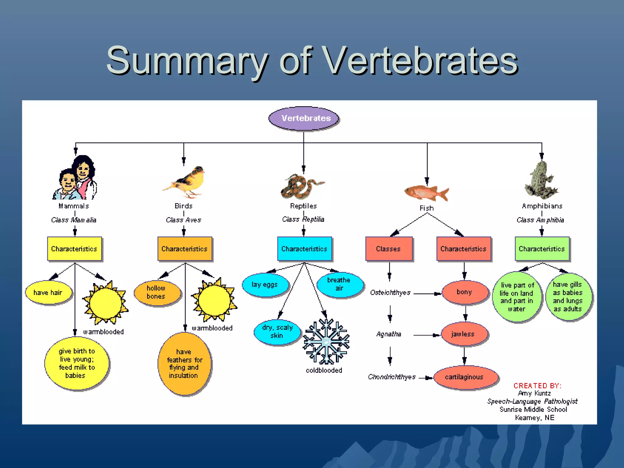 Classification of animals | PPT