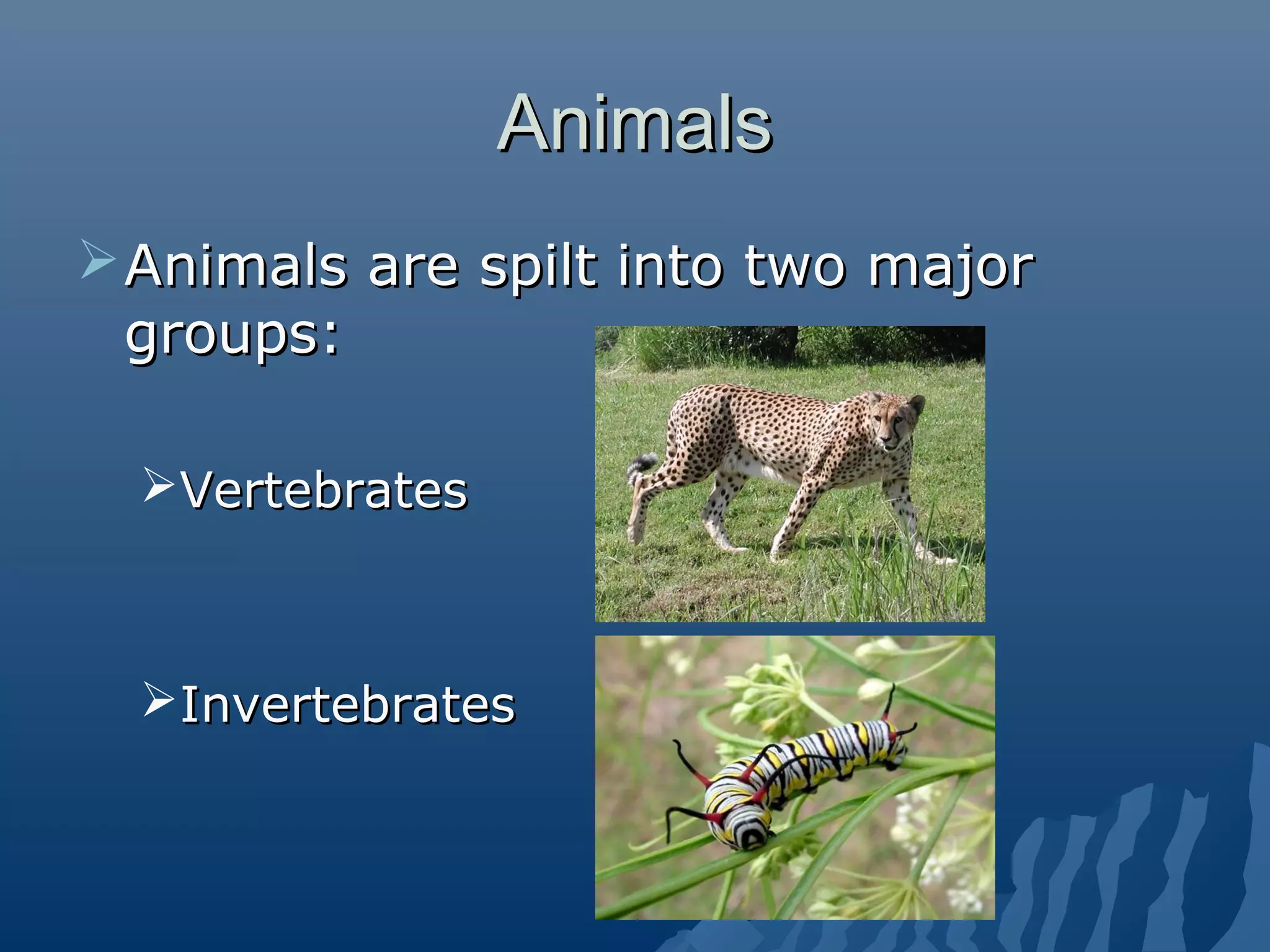 Classification of animals | PPT