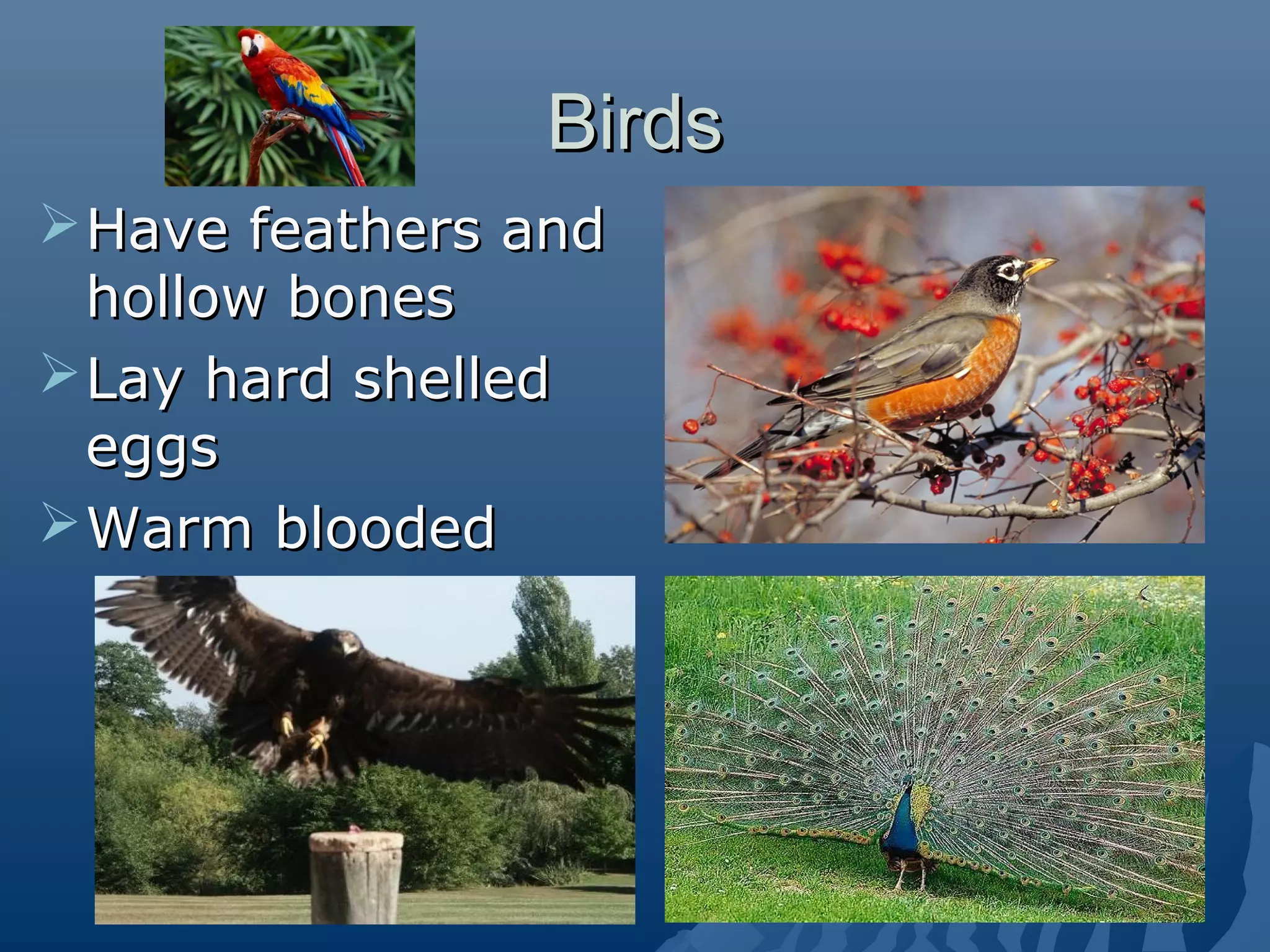 Classification of animals | PPT
