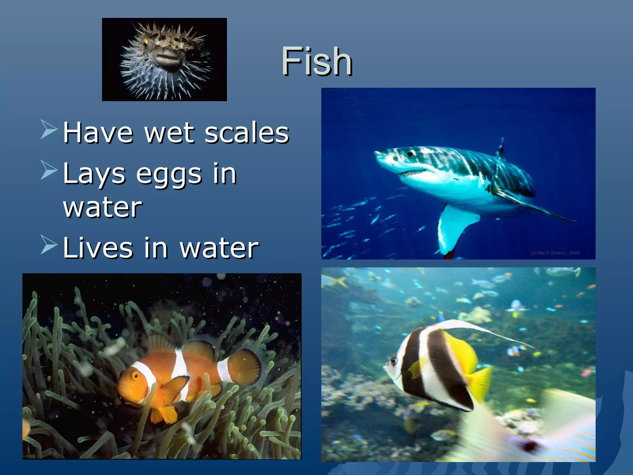Classification of animals | PPT