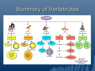 Classification of animals | PPT