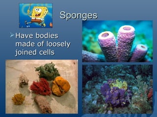 Classification of animals | PPT