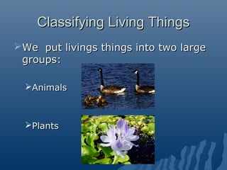 Classification of animals | PPT
