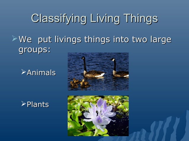 Classification of animals | PPT | Reptiles | Pets