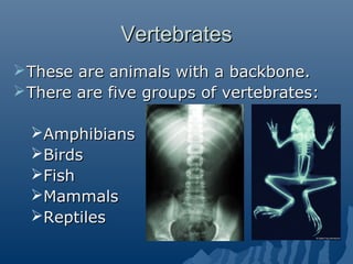 Classification of animals | PPT