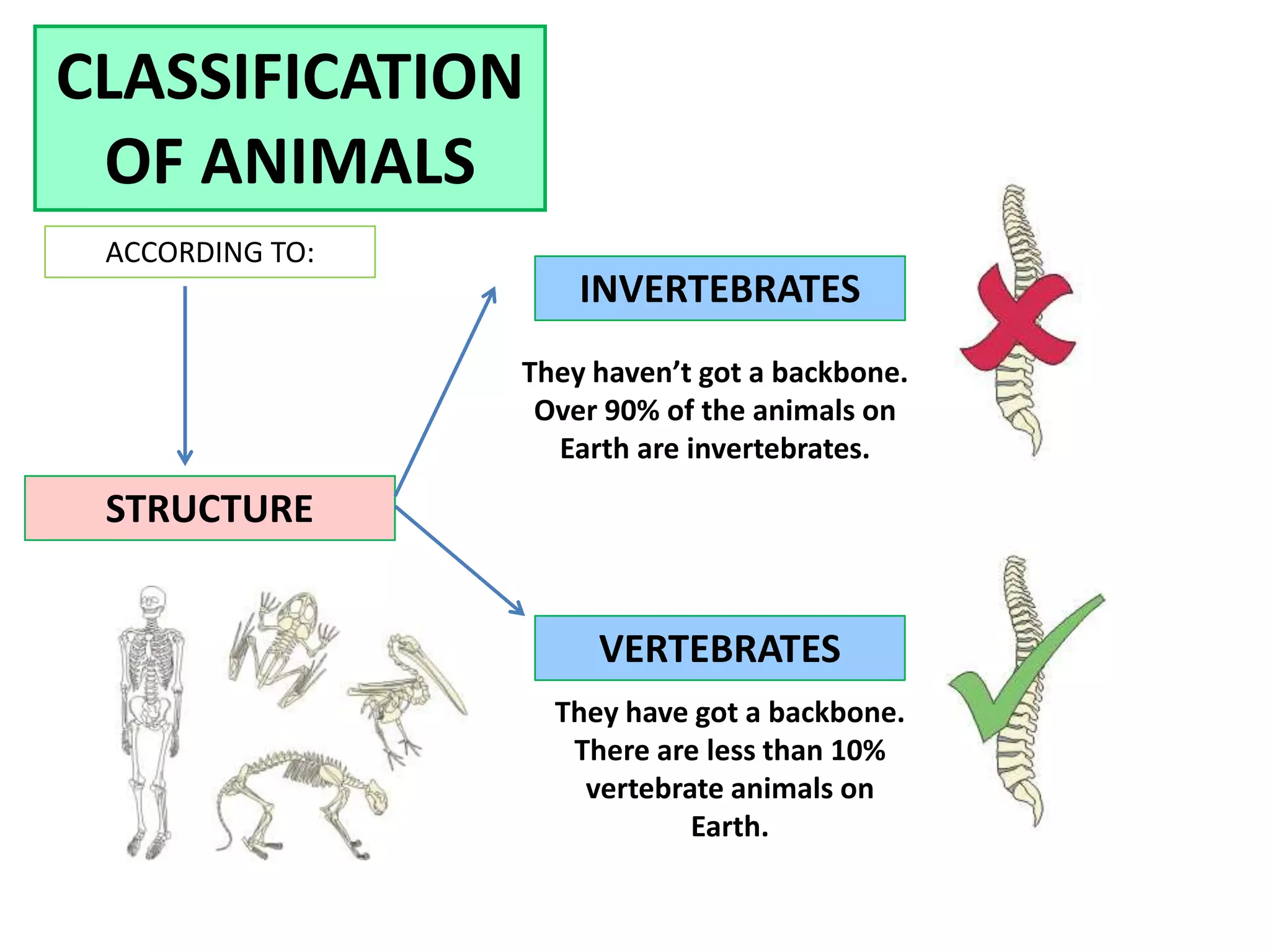 Classification of animals | PPTX