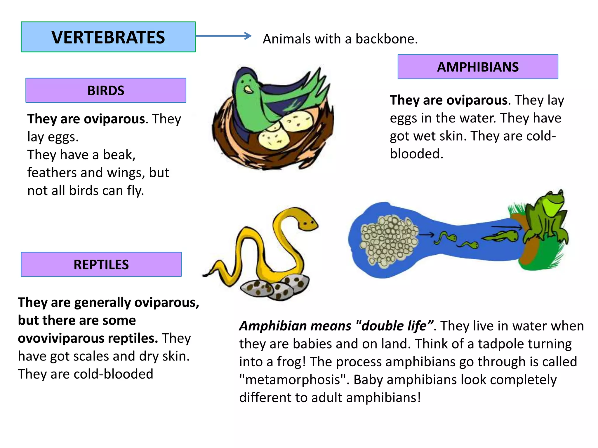 Classification of animals | PPTX