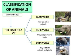 Classification of animals | PPTX