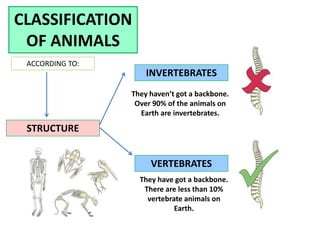 Classification of animals | PPTX