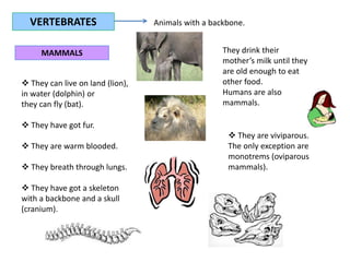 Classification of animals | PPTX