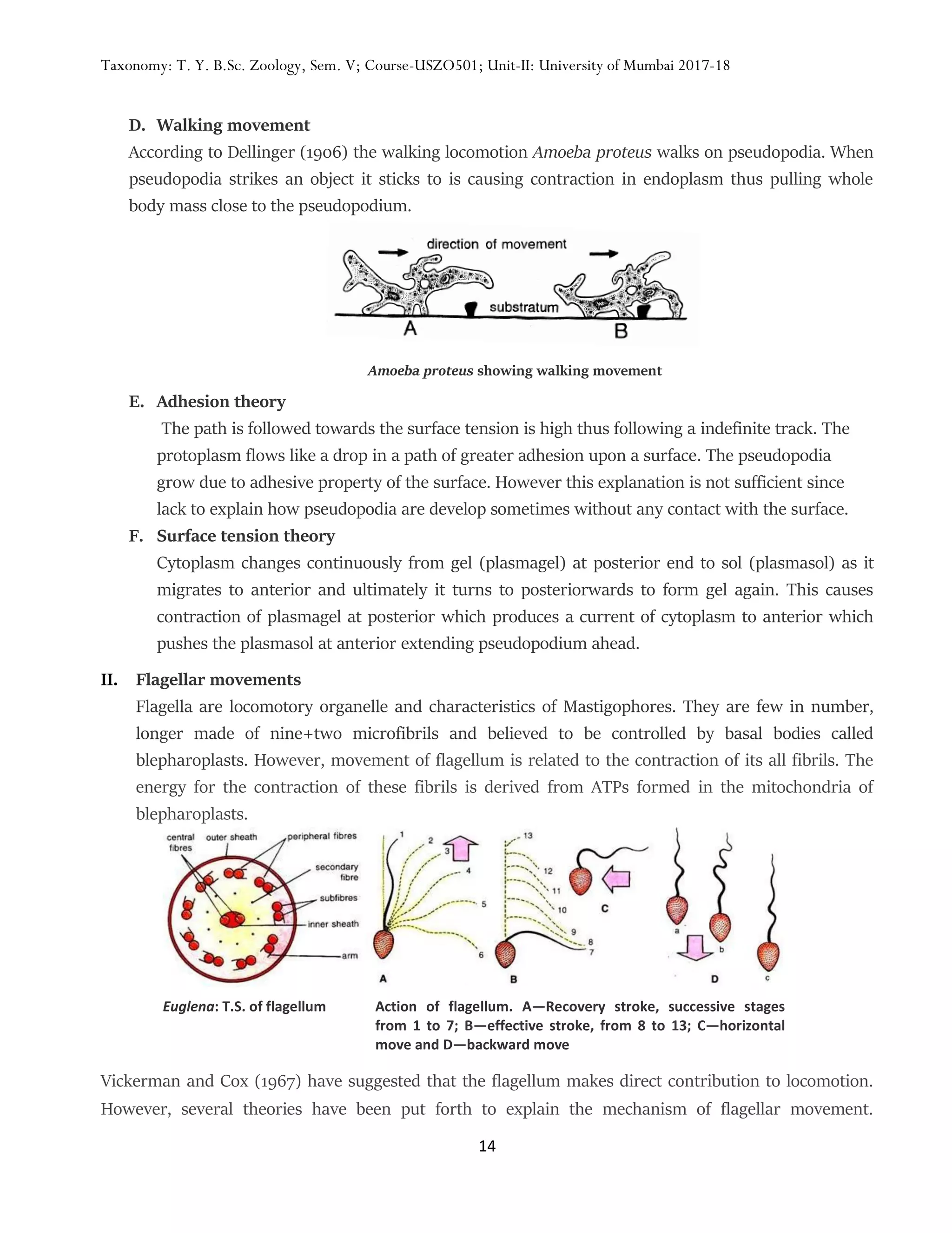 Classification of animals: Protozoa, Porifera and Coelenterata | PDF