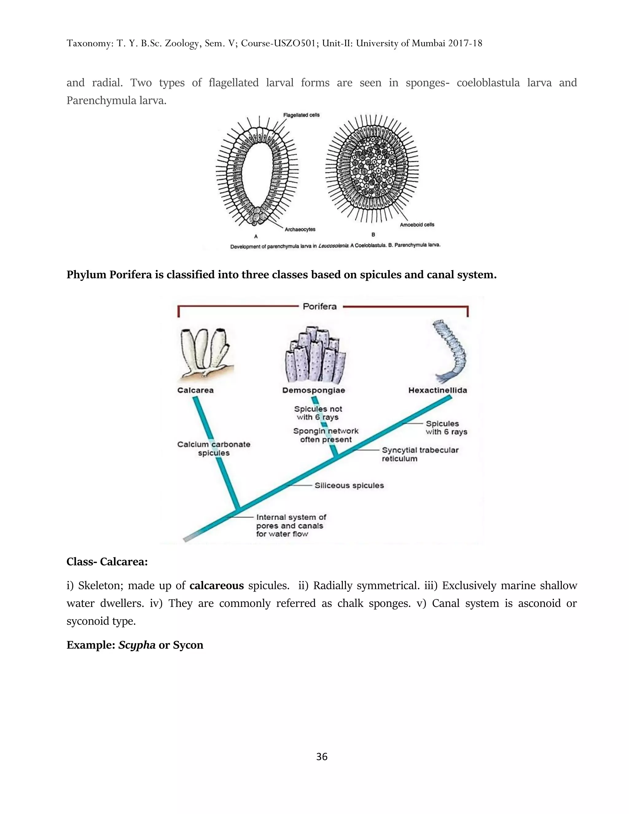Classification of animals: Protozoa, Porifera and Coelenterata | PDF ...