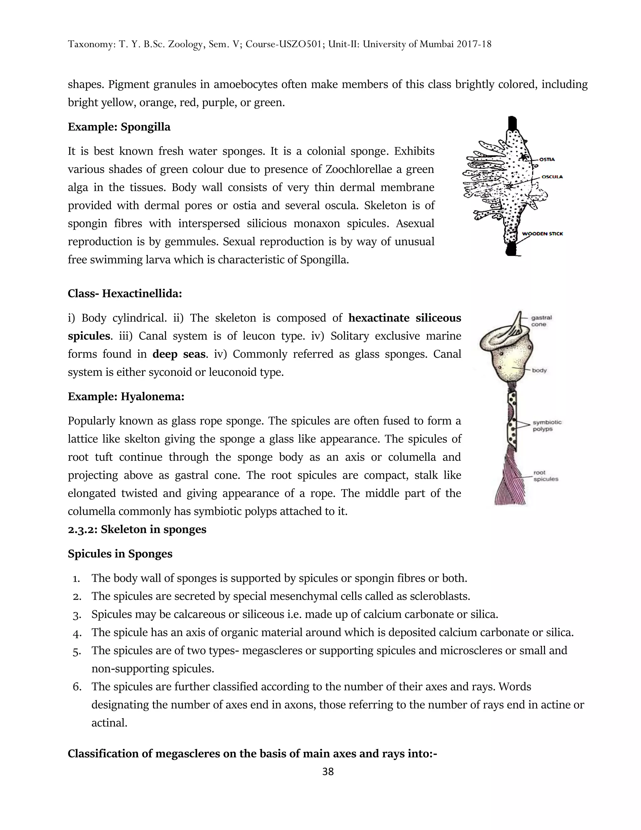 Classification of animals: Protozoa, Porifera and Coelenterata | PDF ...