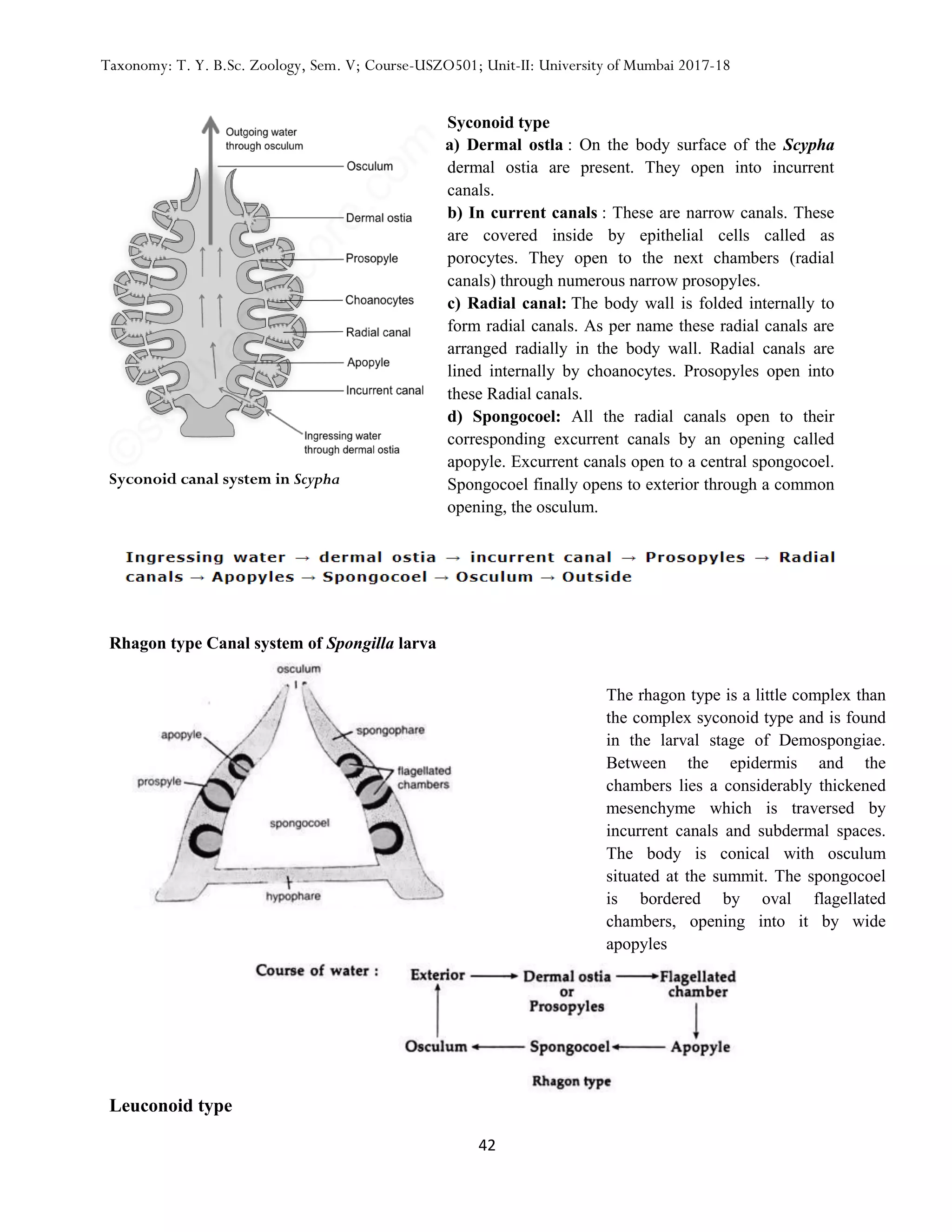 Classification of animals: Protozoa, Porifera and Coelenterata | PDF