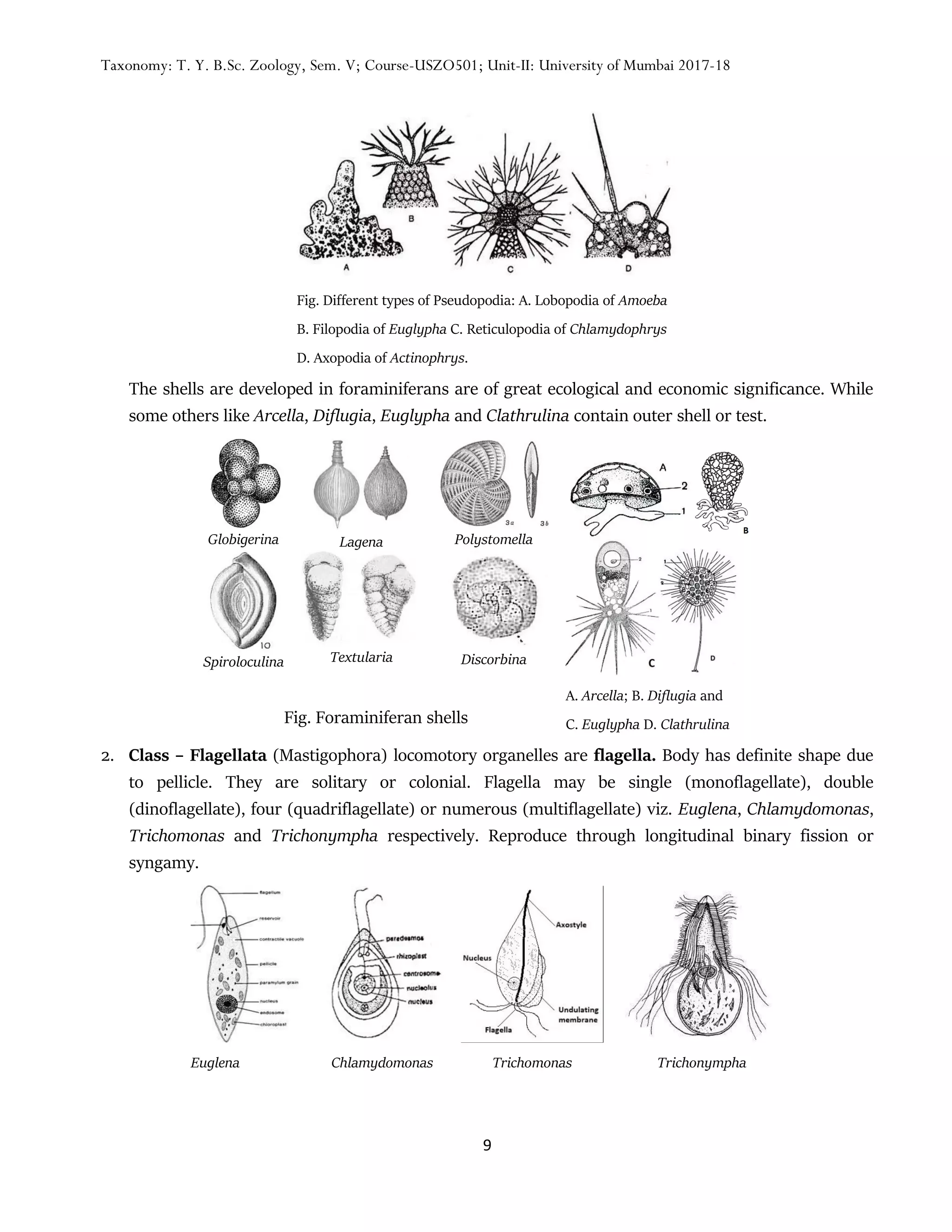 Classification of animals: Protozoa, Porifera and Coelenterata | PDF ...