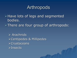 Classification of Animals.ppt