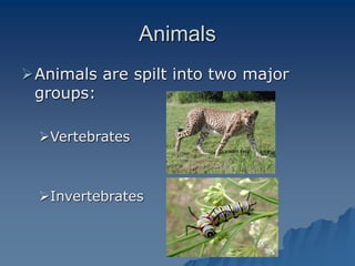 Classification of Animals.ppt