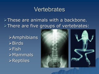 Classification of Animals.ppt