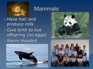 Classification of Animals.ppt