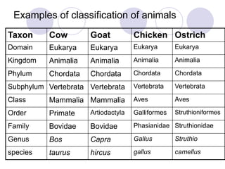 Classification of animalm kknolnolmomos.pptx