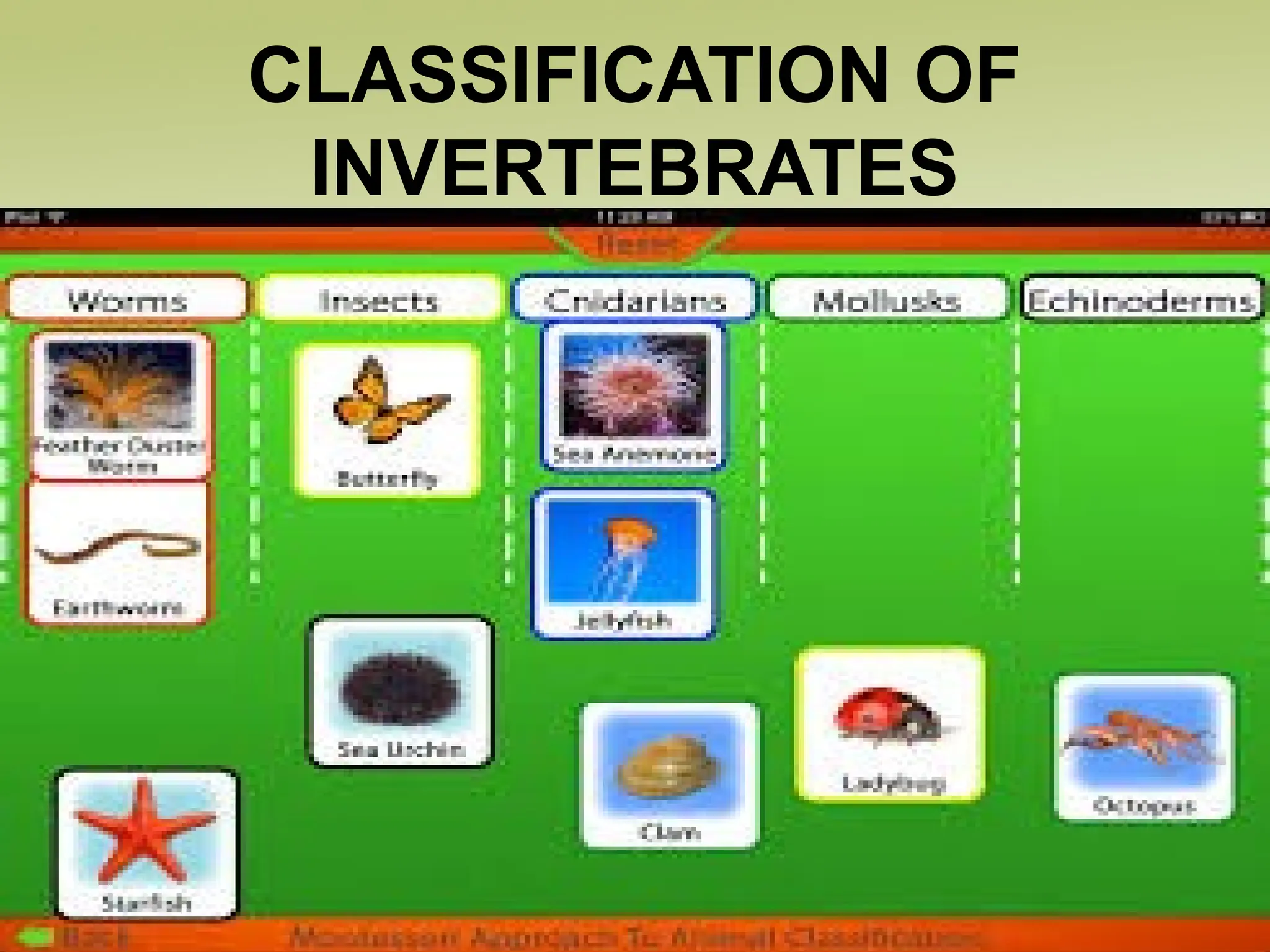 CLASSIFICATION OF ANIMALS Grade six open to all | PPTX