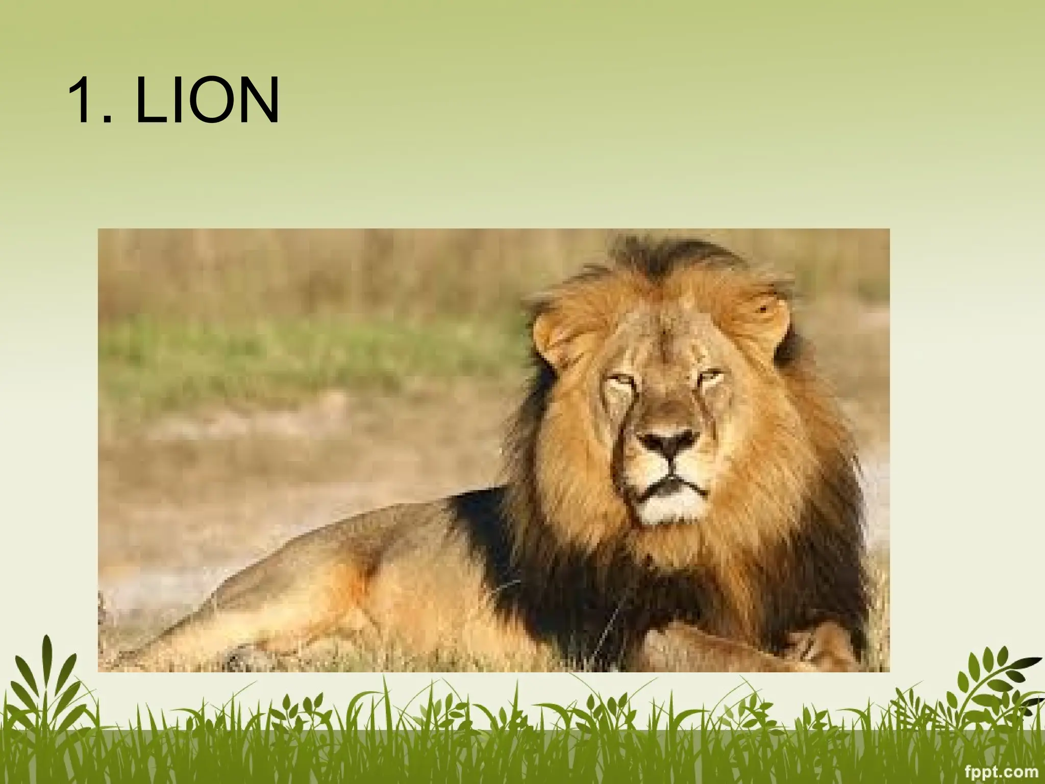 CLASSIFICATION OF ANIMALS Grade six open to all | PPTX