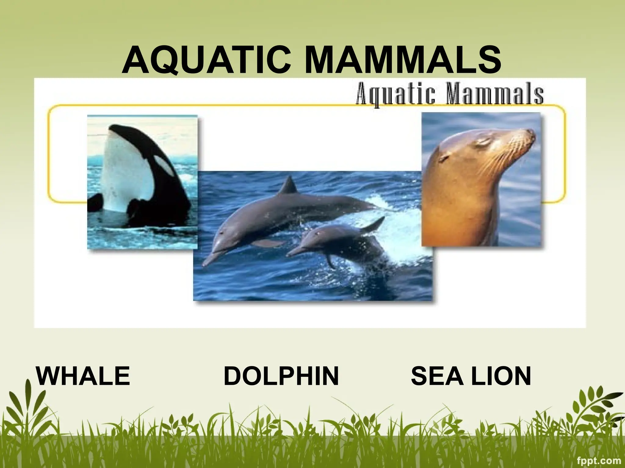 CLASSIFICATION OF ANIMALS Grade six open to all | PPTX