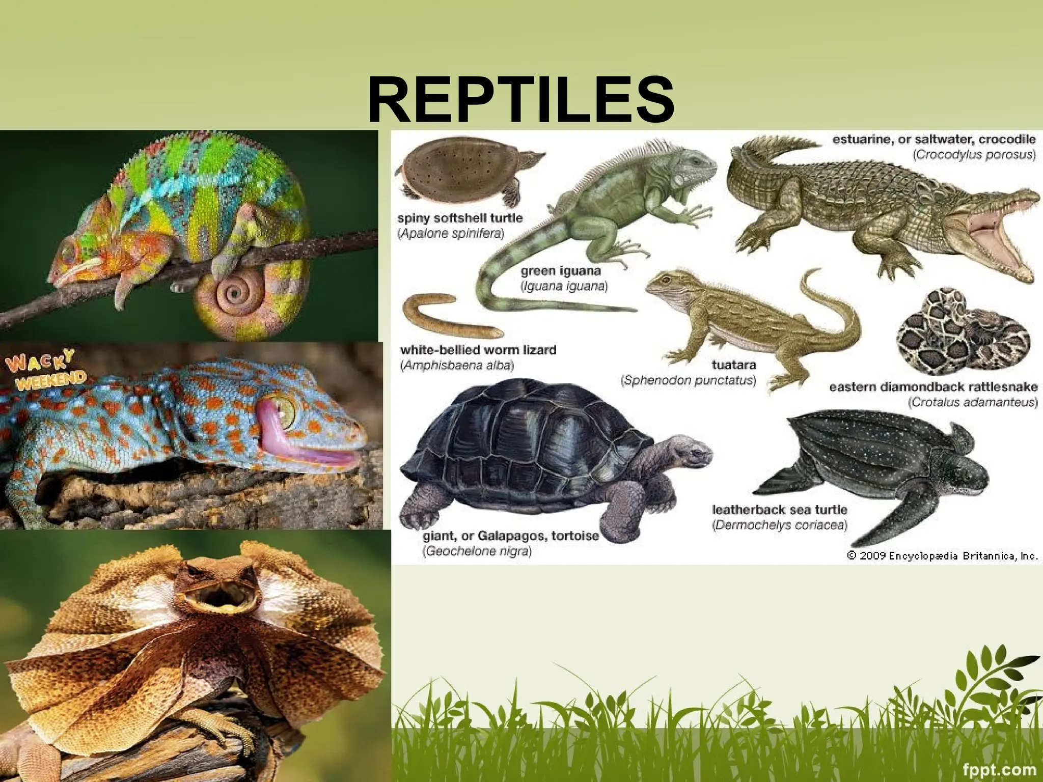 CLASSIFICATION OF ANIMALS Grade six open to all | PPTX | Reptiles | Pets