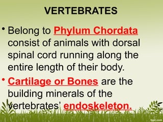 CLASSIFICATION OF ANIMALS Grade six open to all | PPTX