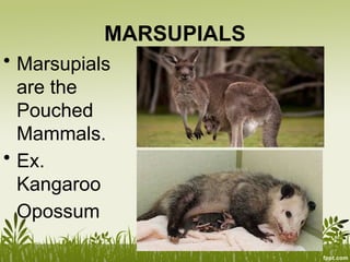 CLASSIFICATION OF ANIMALS Grade six open to all | PPTX