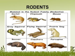 CLASSIFICATION OF ANIMALS Grade six open to all | PPTX